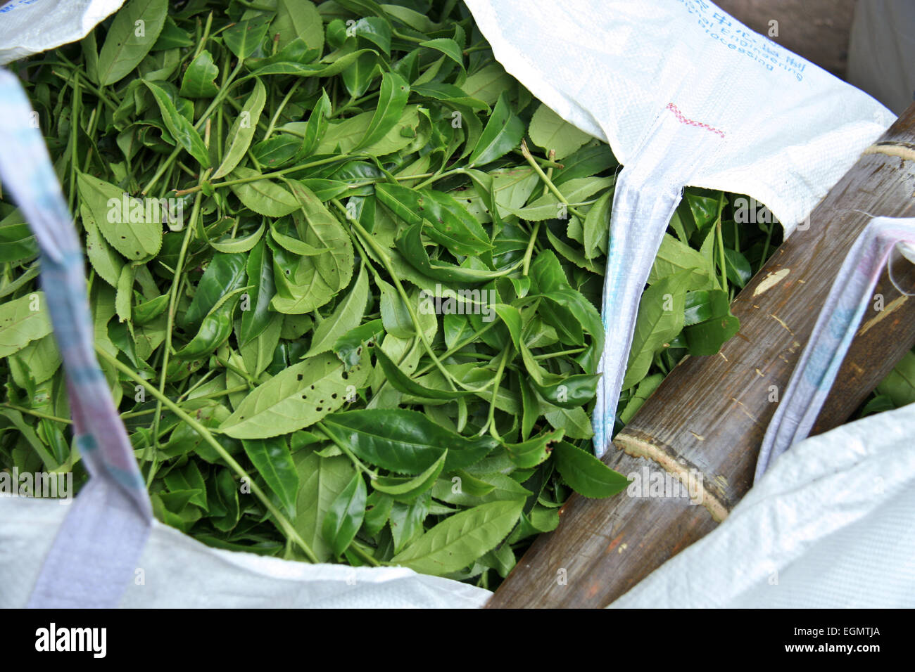 Fresh tea leaves are collected in baskets for further processing Stock ...