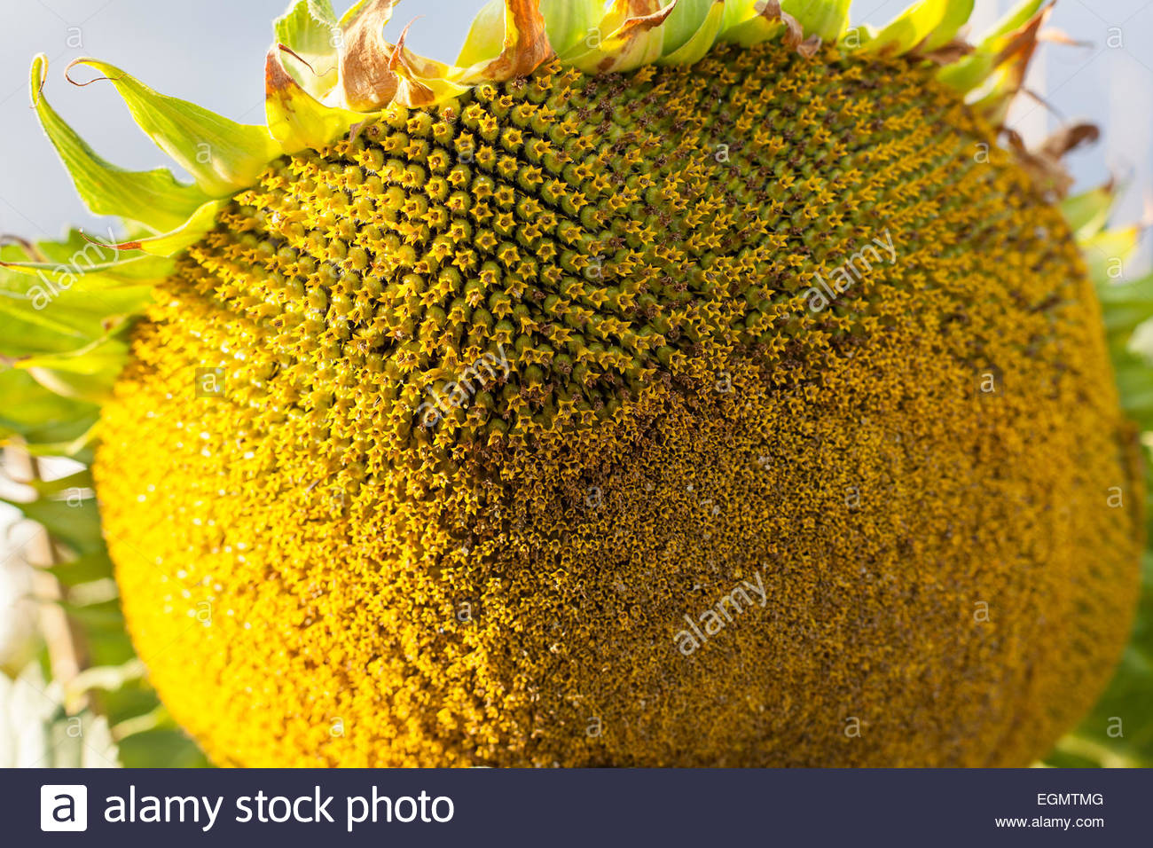 Giant Sunflower Stock Photos & Giant Sunflower Stock Images - Alamy