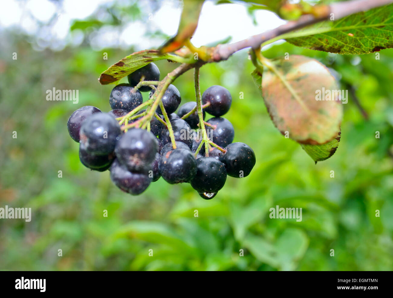 Bunch of black chokeberry fruit - Aronia melanocarpa Stock Photo - Alamy