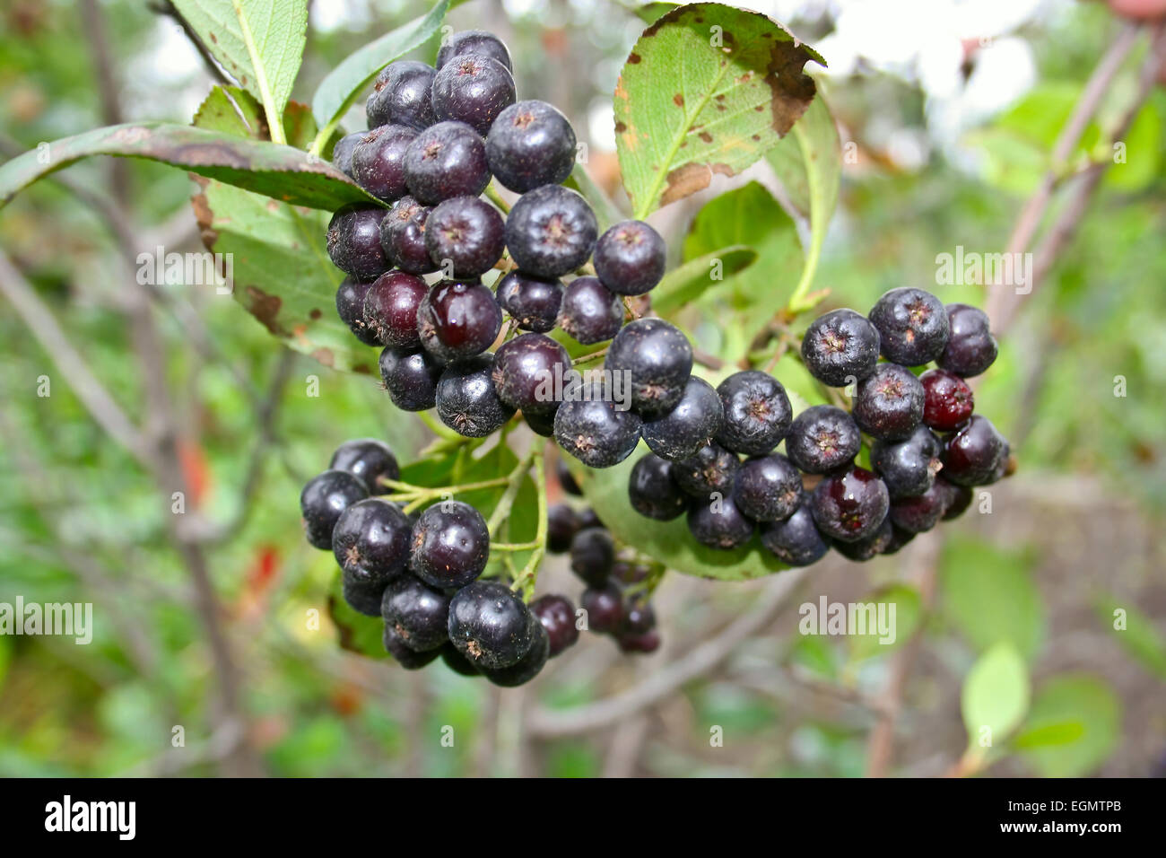 Bunch of black chokeberry fruit - Aronia melanocarpa Stock Photo - Alamy