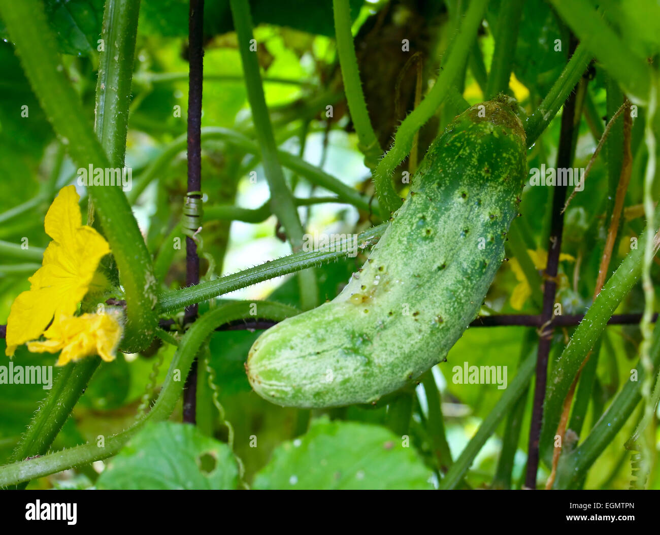 Young fruit on the vine planting cucumber - Cucumis sativus Stock Photo ...