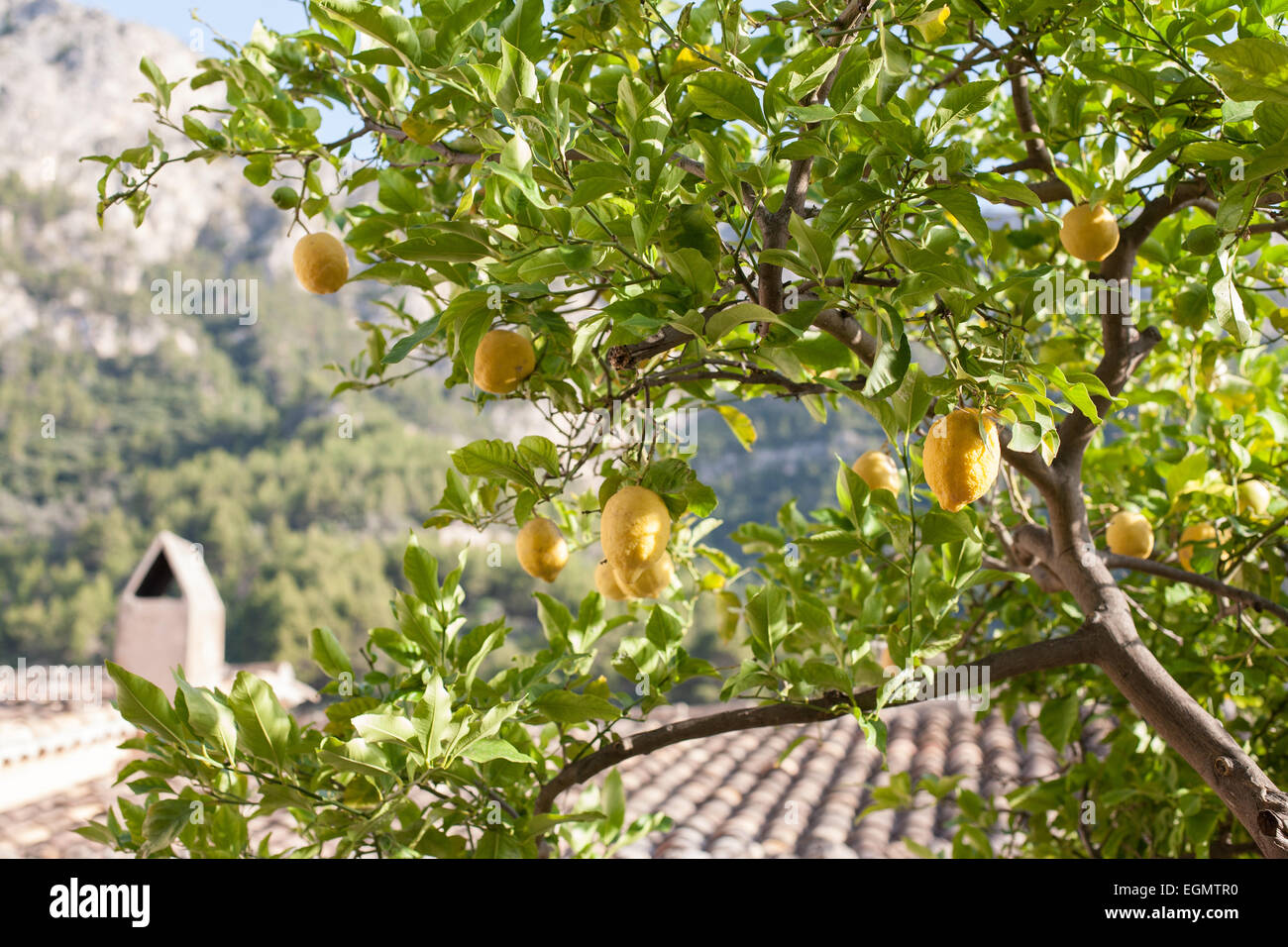 Lemon tree, Deia, Majorca (Mallorca), Spain Stock Photo - Alamy