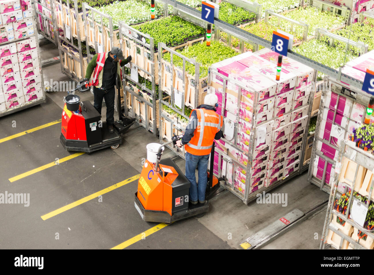 Workers use mini trucks to move boxes of flowers at the Flora Holland ...