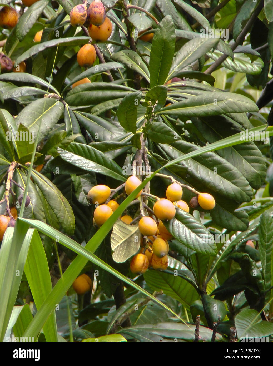 Japanese medlar shrub with mature fruit Stock Photo - Alamy
