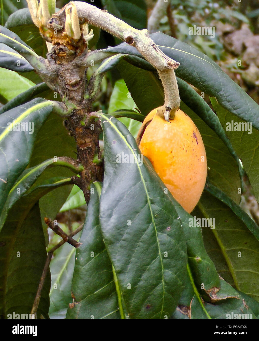 Japanese medlar shrub with mature fruit Stock Photo - Alamy