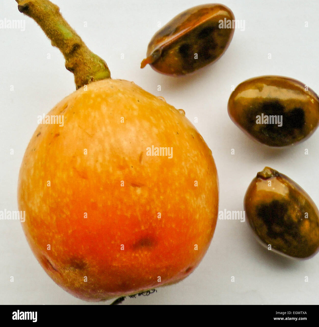 Japan medlar hi-res stock photography and images - Alamy