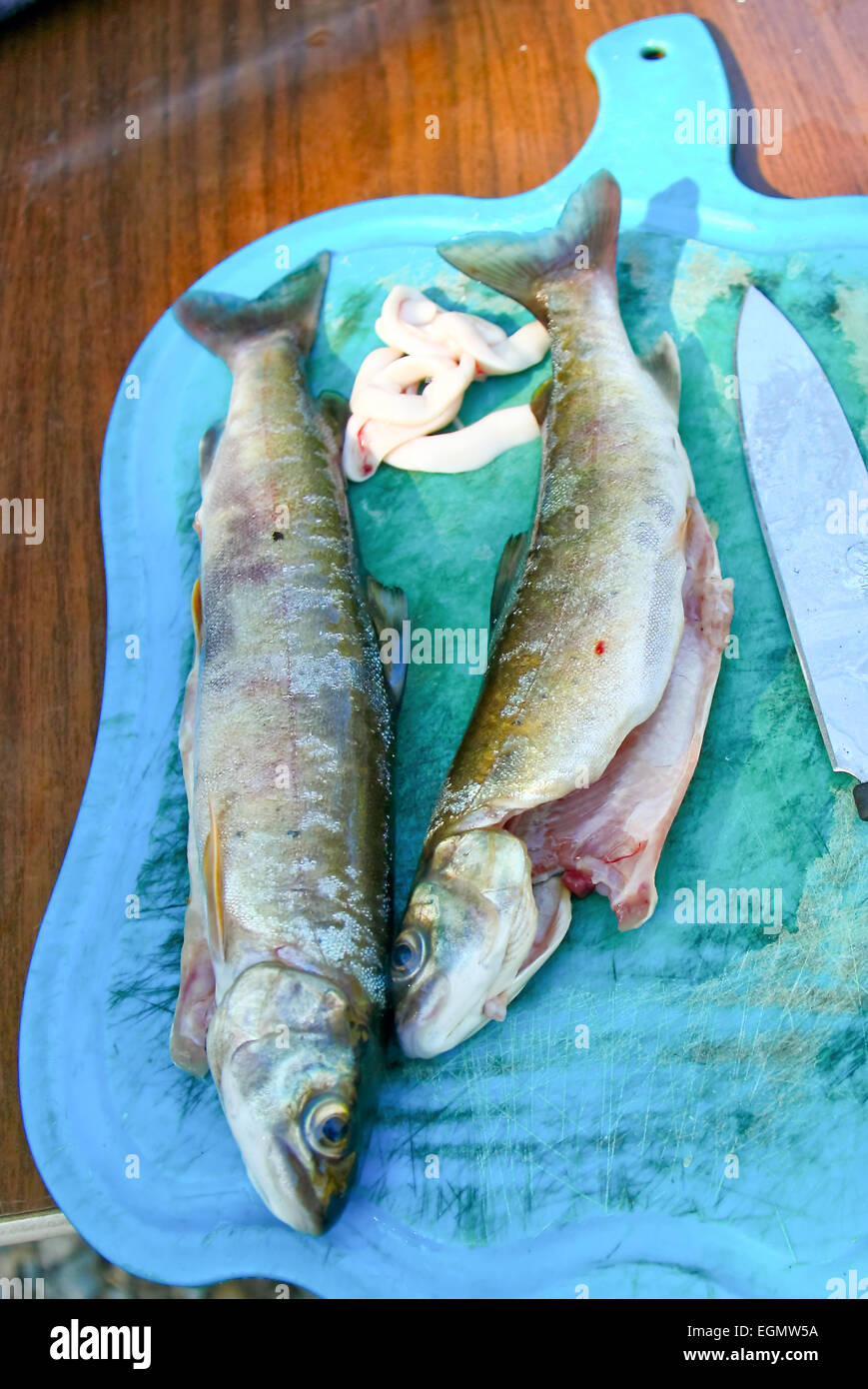 Fish of streams hi-res stock photography and images - Alamy