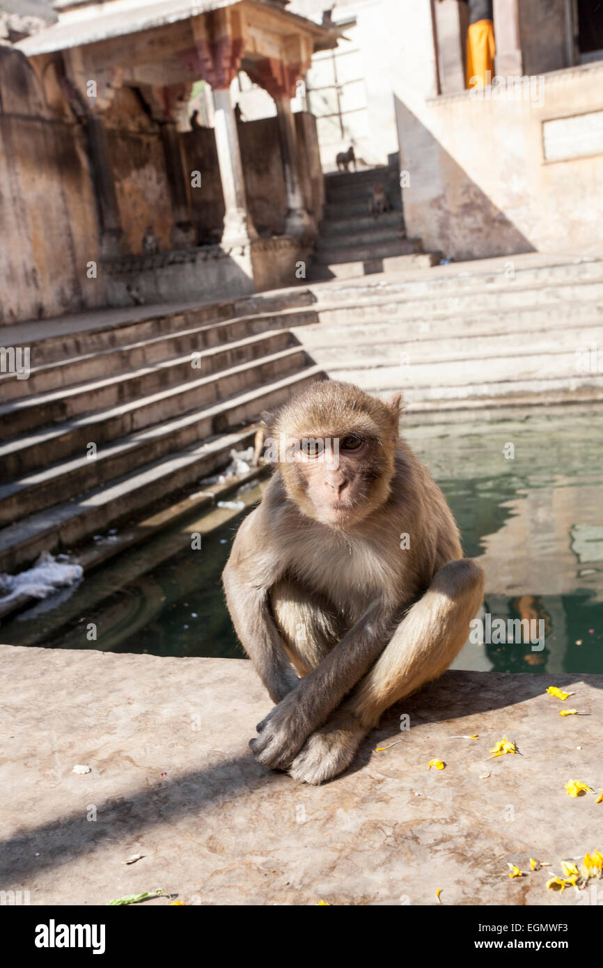 rhesus macaque (Macaca mulatta Stock Photo - Alamy