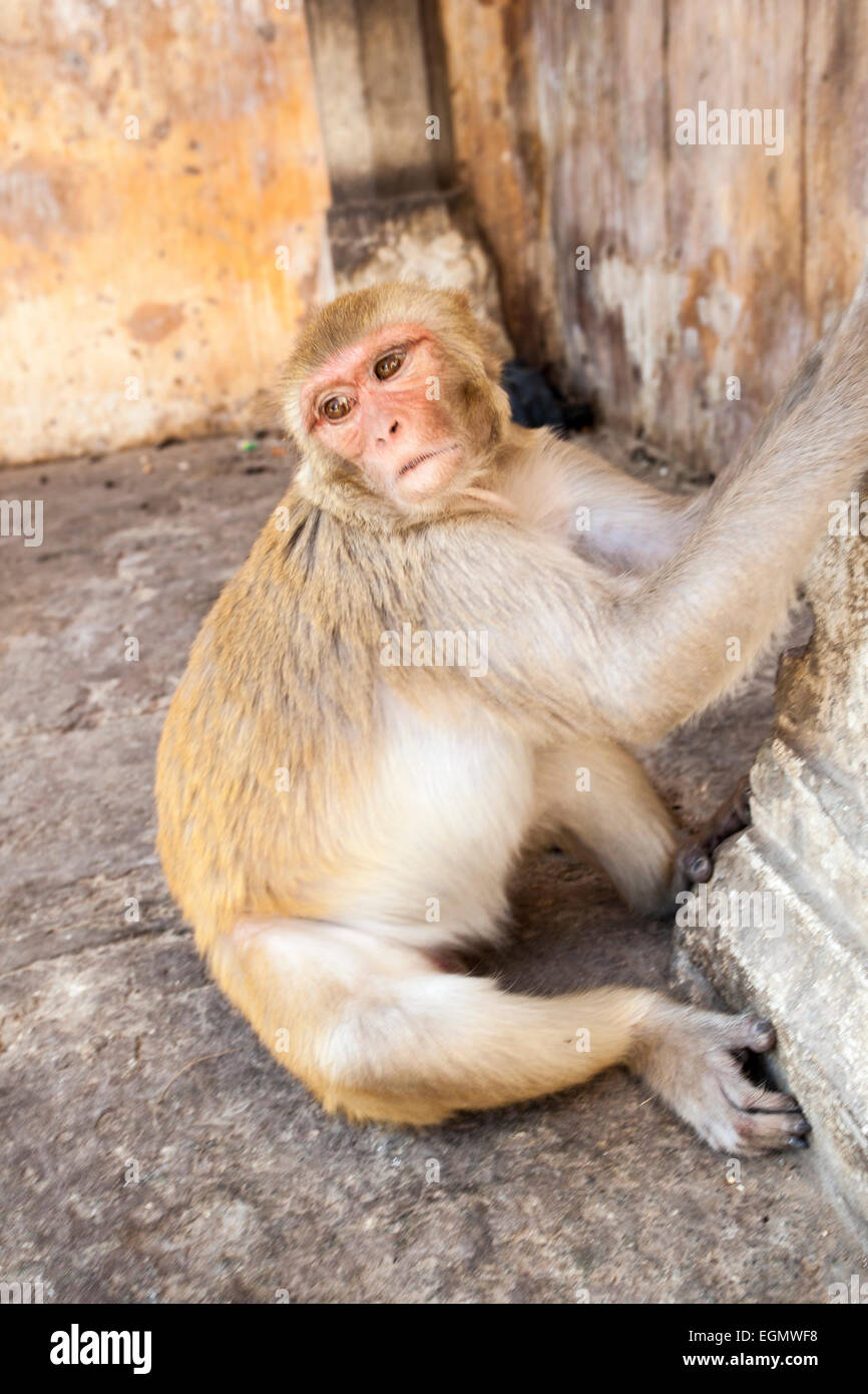 rhesus macaque (Macaca mulatta Stock Photo - Alamy