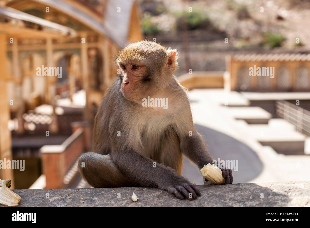 rhesus macaque (Macaca mulatta Stock Photo - Alamy