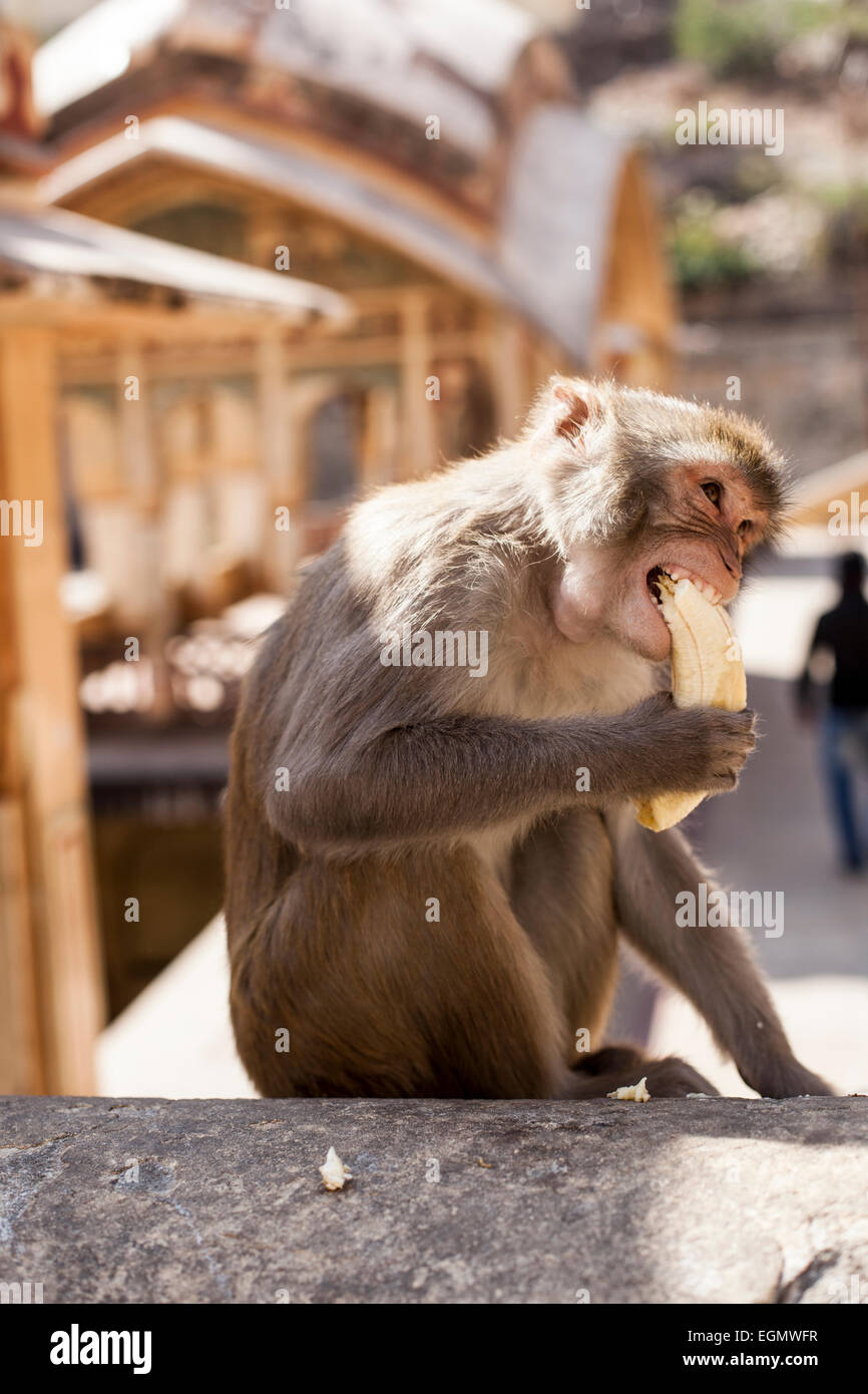 rhesus macaque (Macaca mulatta Stock Photo - Alamy