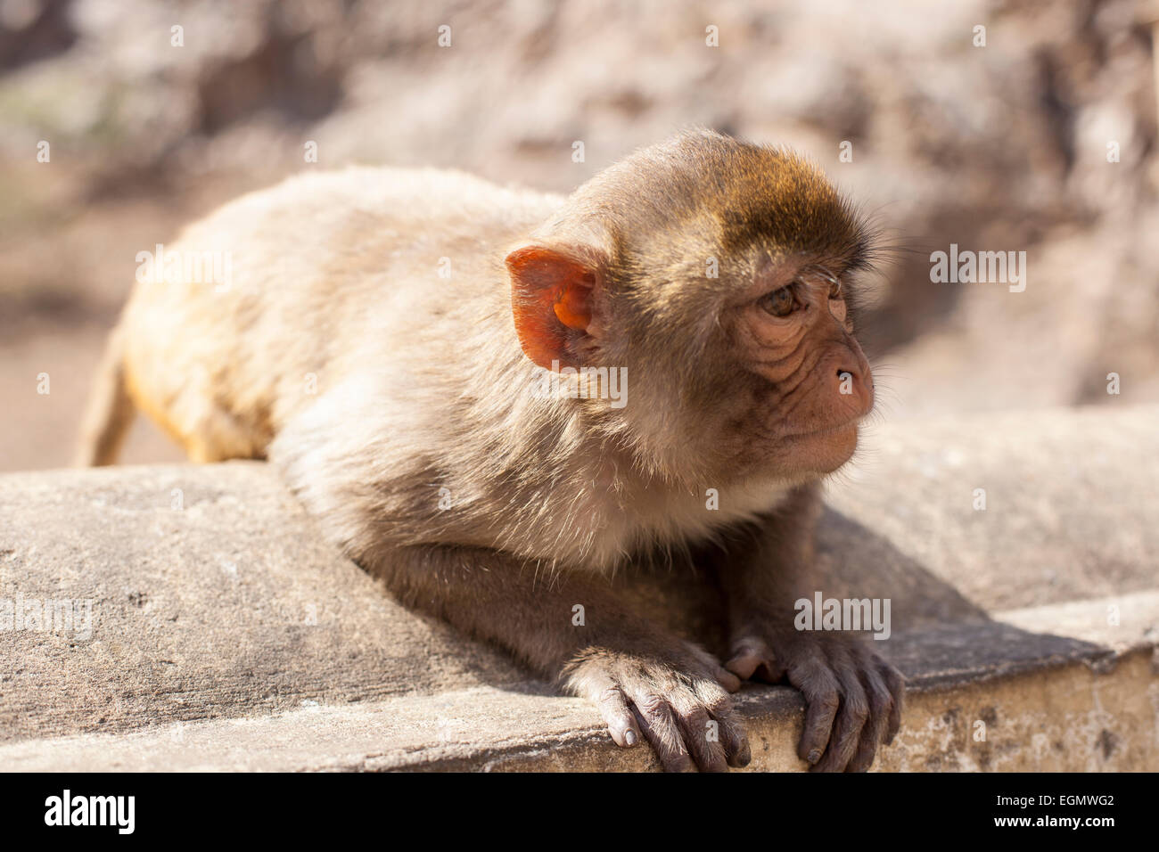 Indian monkey hi-res stock photography and images - Alamy