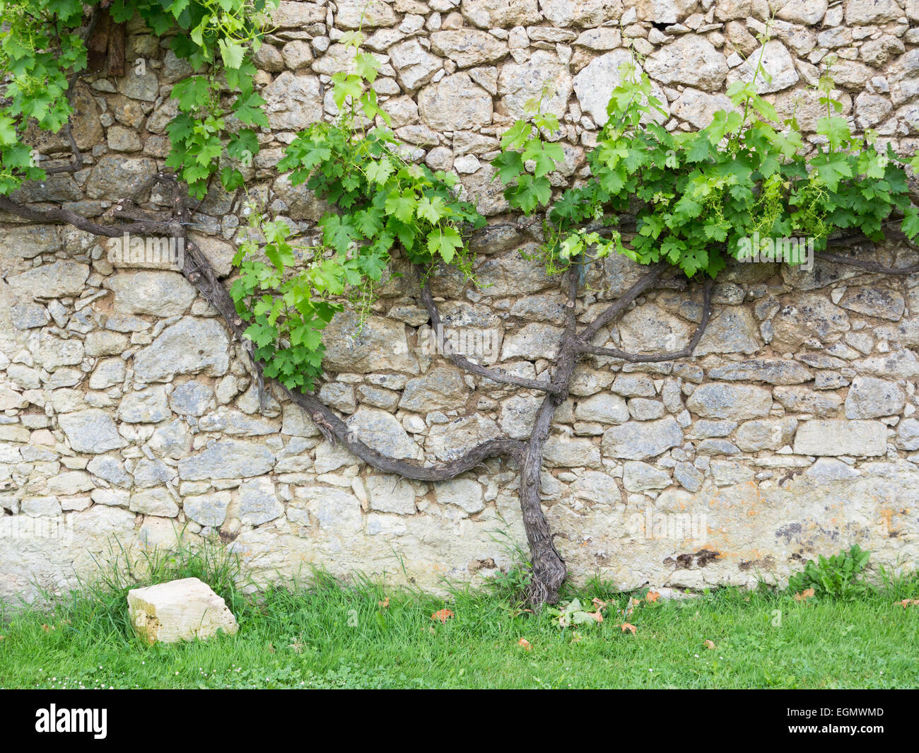 Vine trained up the side of old stone barn, Bordeaux, France Stock ...