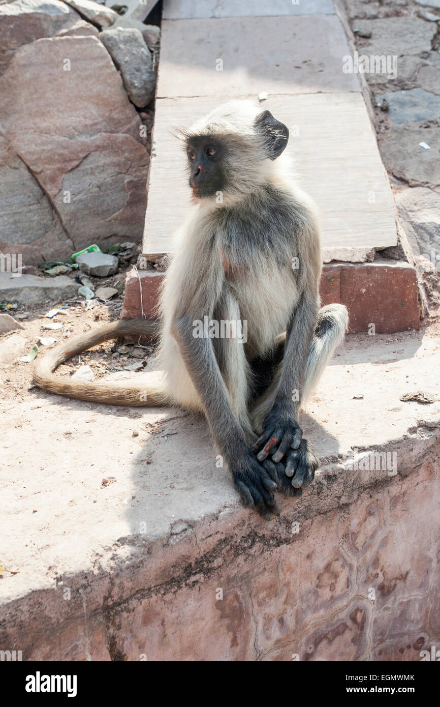Macaca mulatta at the monkey temple India Stock Photo - Alamy