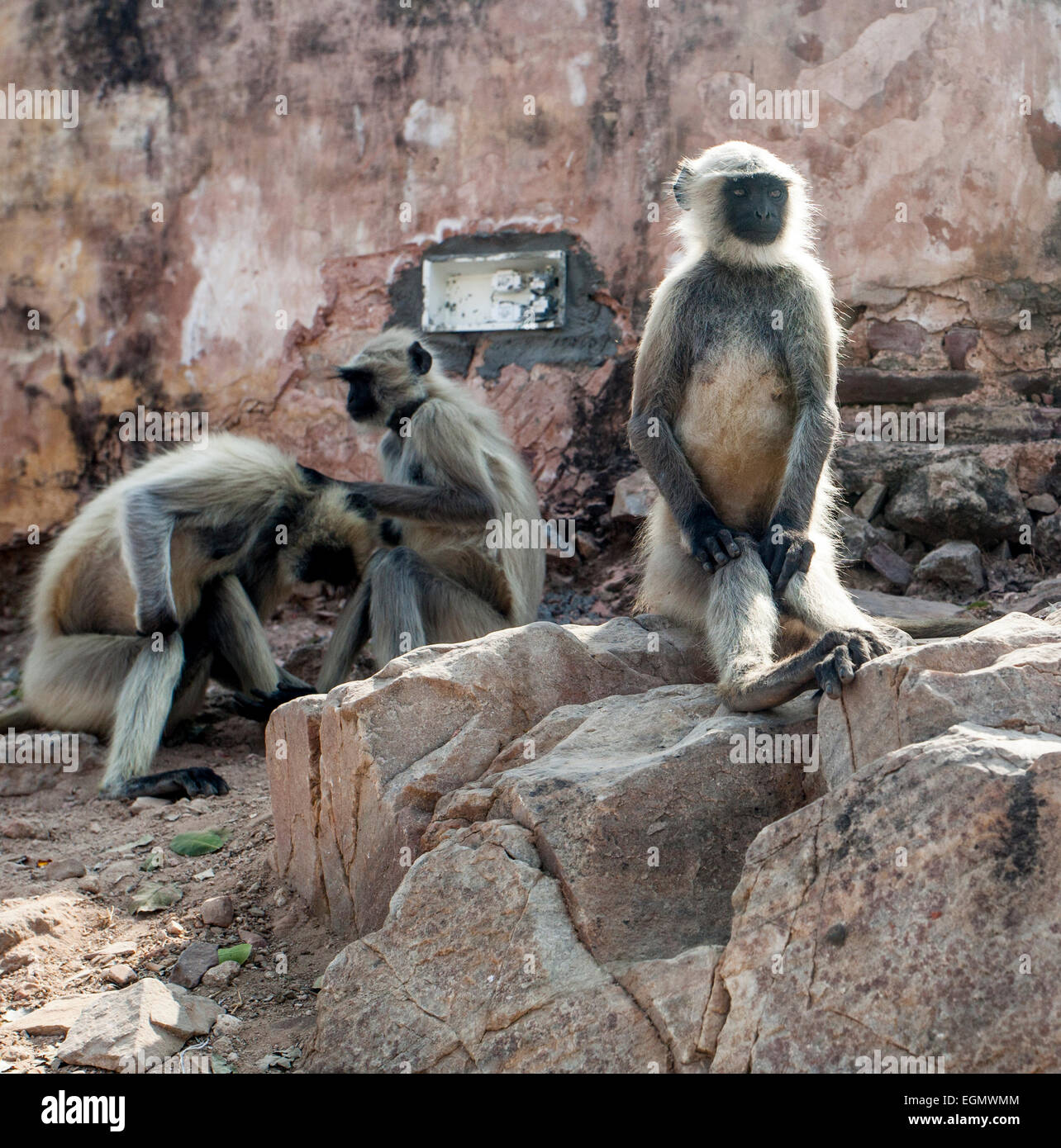 Monkey temple india hi-res stock photography and images - Alamy