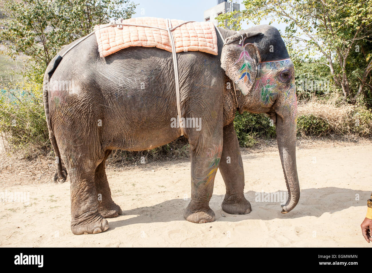 Indian tourist Elephant Stock Photo - Alamy