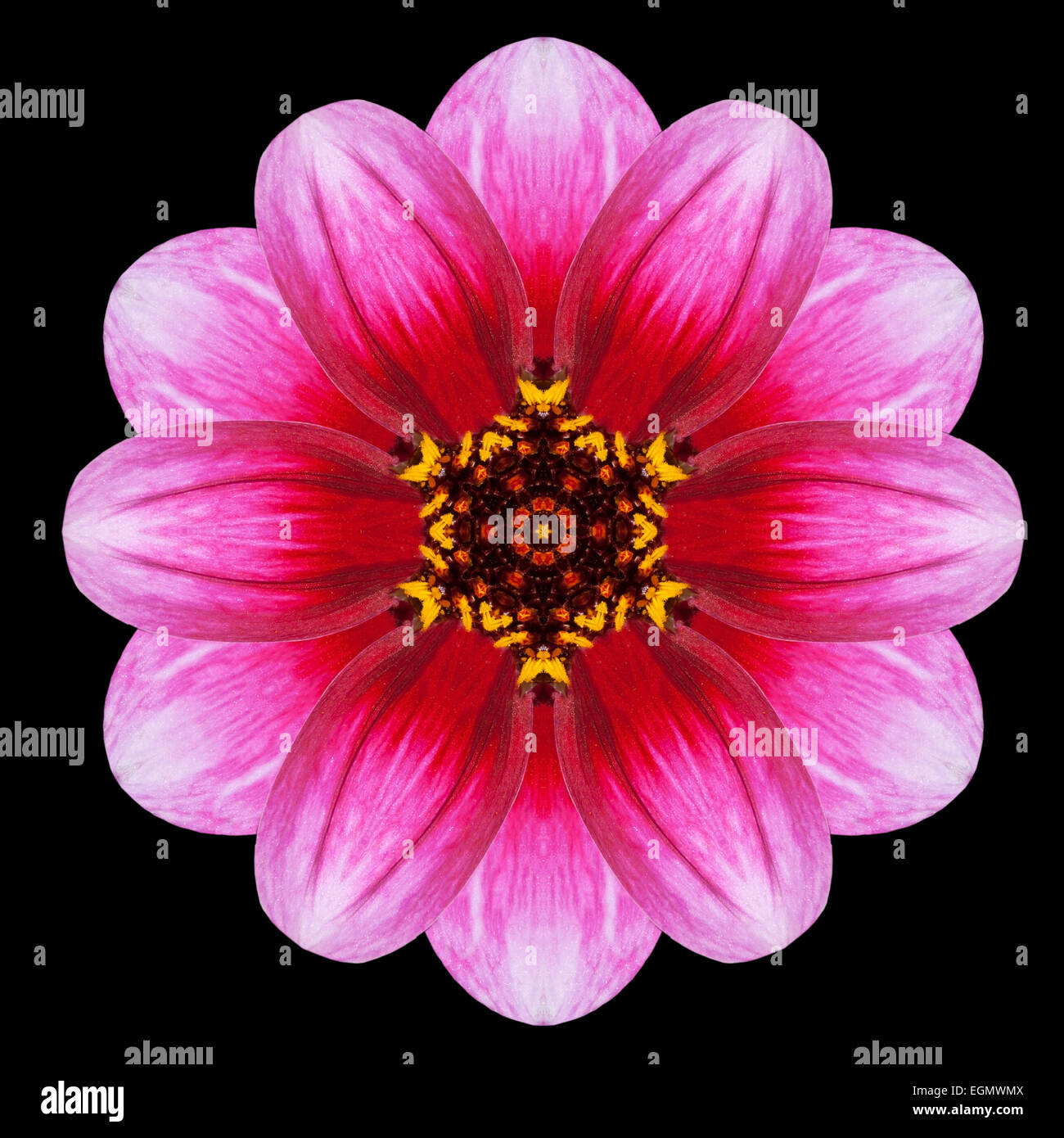 Purple Flower Mandala. Kaleidoscopic design Isolated on Black ...