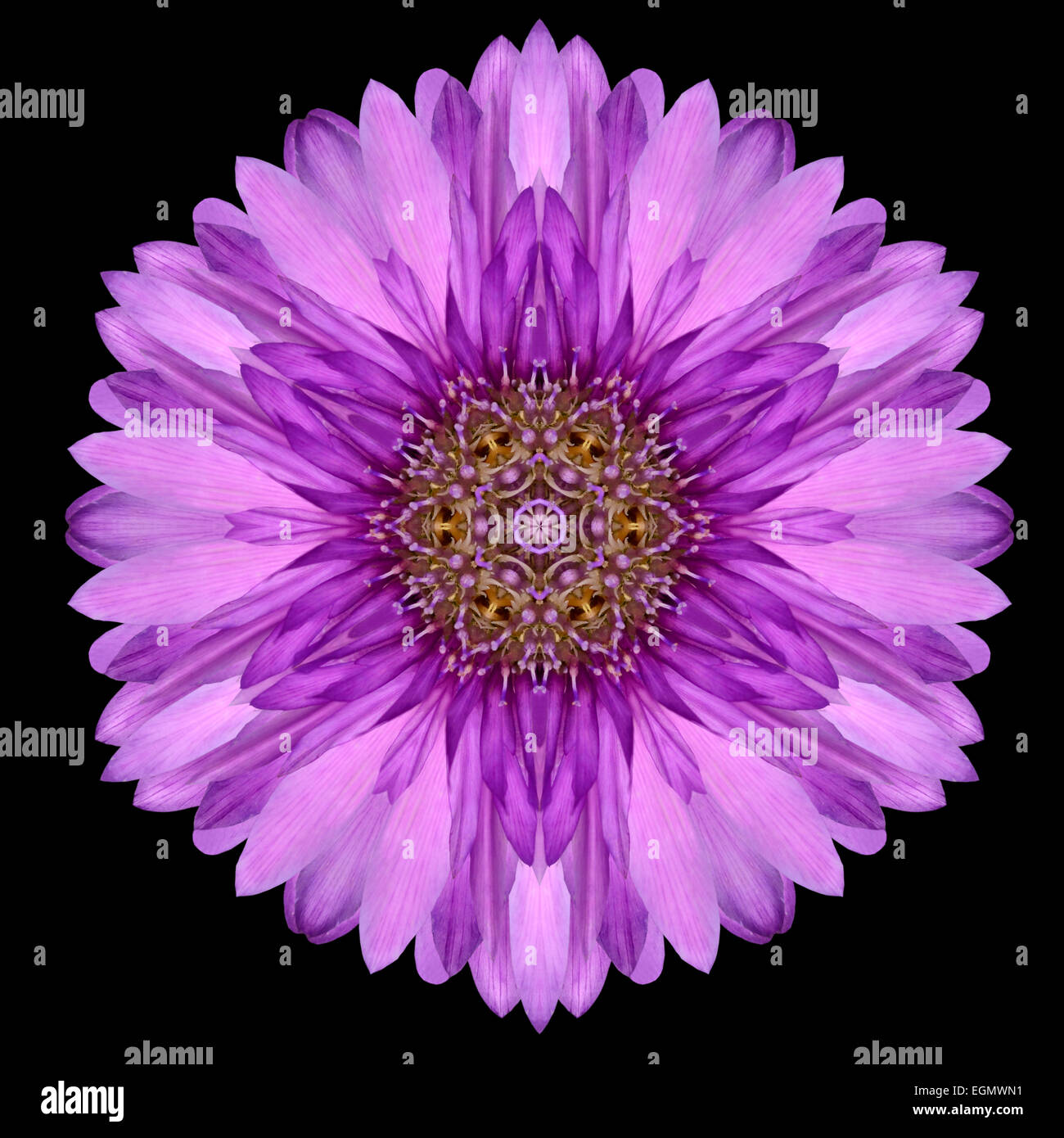 Purple Flower Mandala. Kaleidoscopic design Isolated on Black ...