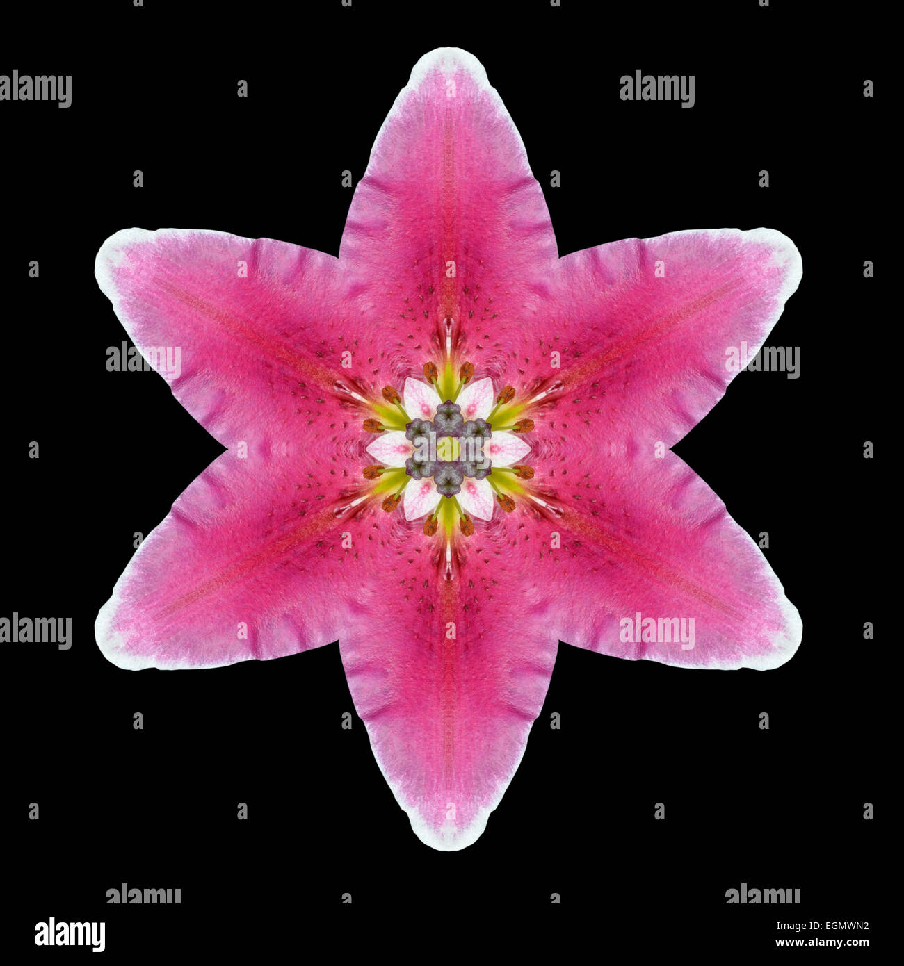 Purple Flower Mandala. Kaleidoscopic design Isolated on Black ...