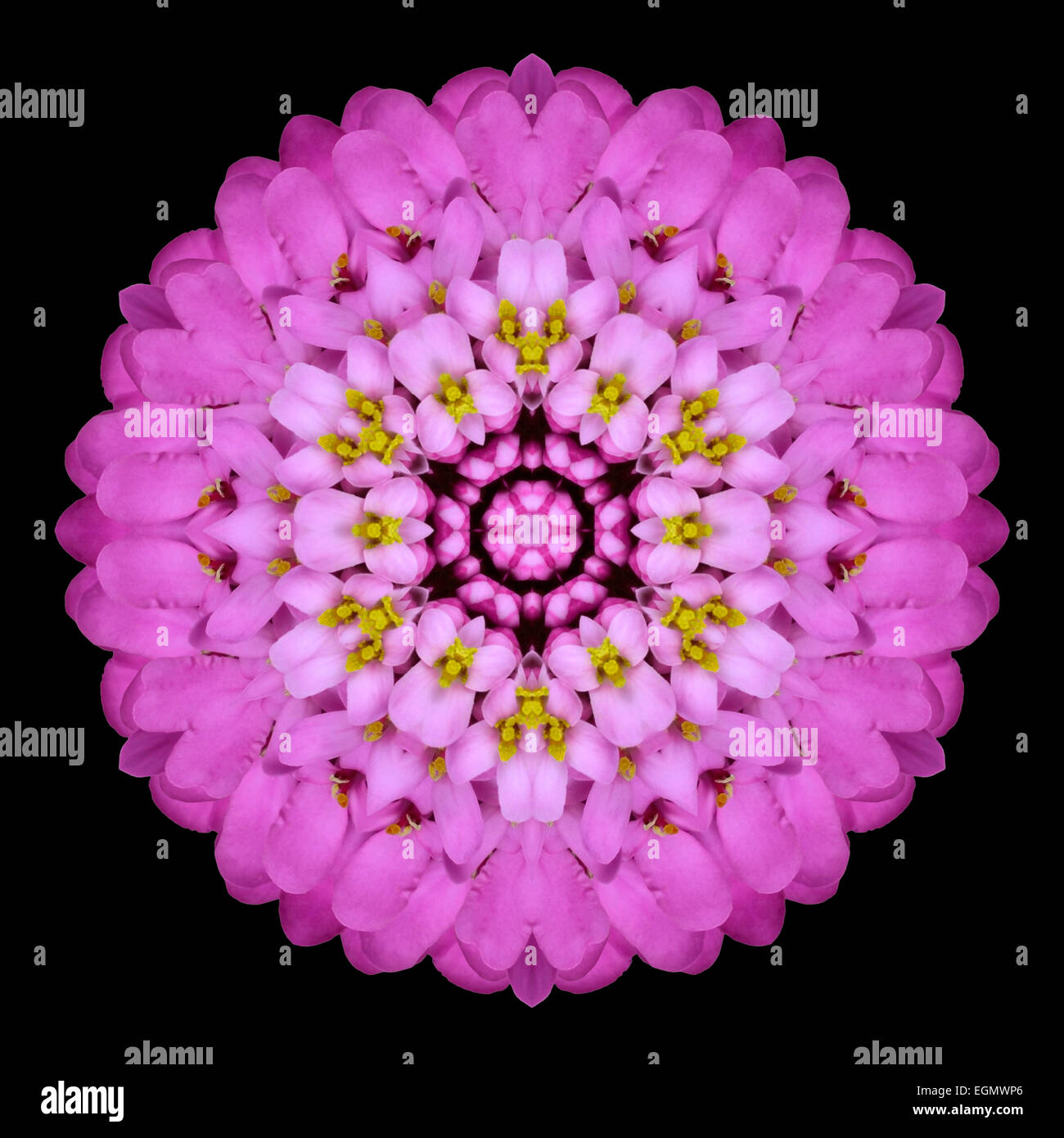 Purple Flower Mandala. Kaleidoscopic design Isolated on Black ...
