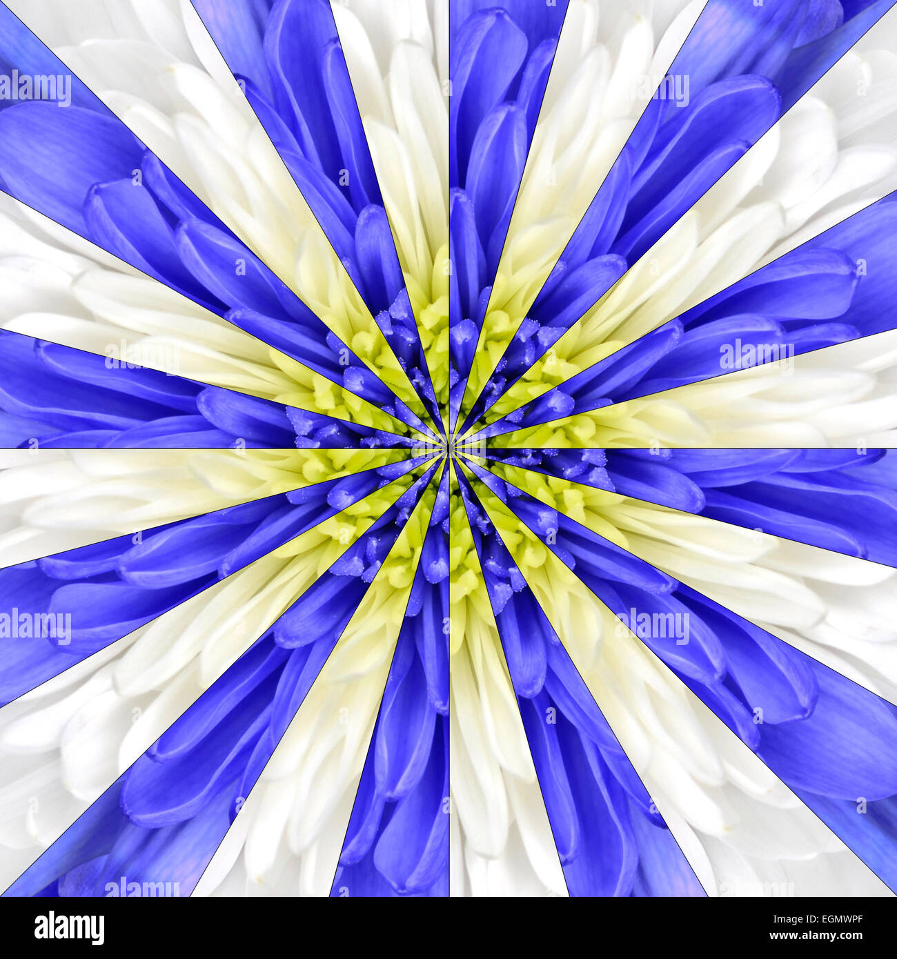 Flower Center Symmetric Collage Made of Collection of Chrysanthemum ...