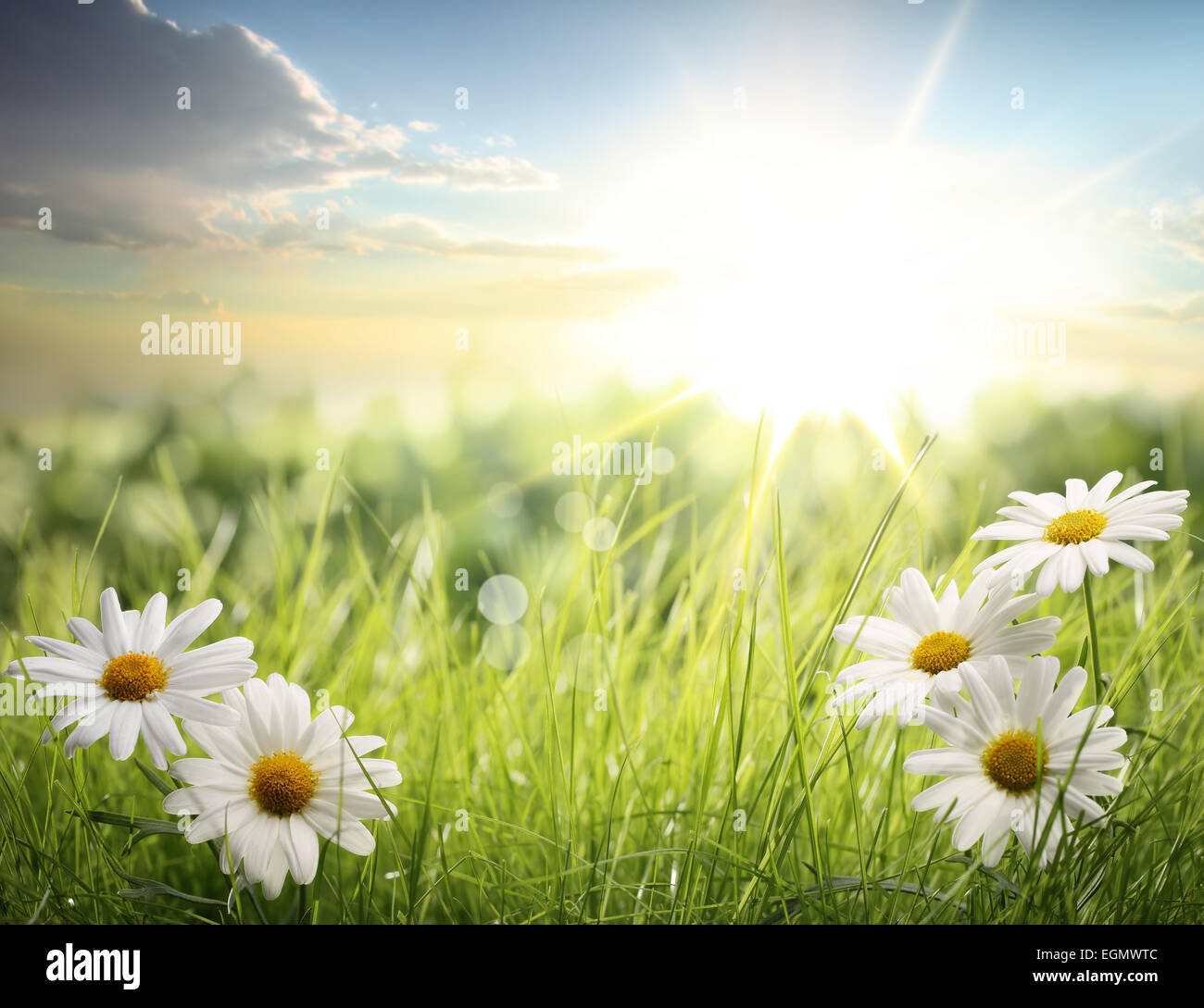 Grass and daisy meadow hi-res stock photography and images - Alamy