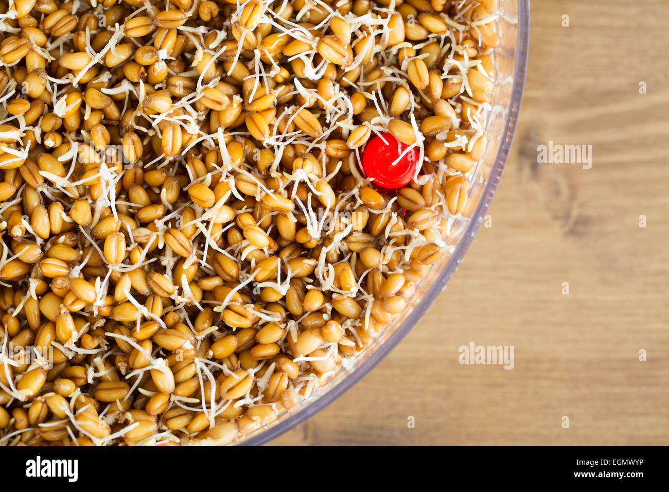 Sprouting whole wheat in a sprouting tray from above Stock Photo - Alamy