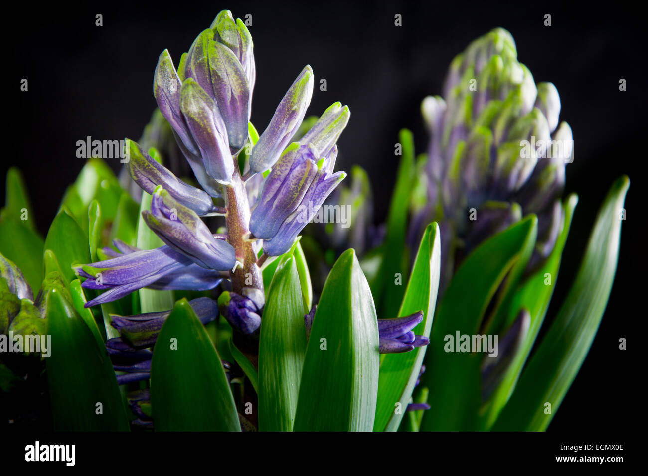 blue purple flower bud hyacinths Hyacinthus orientalis Stock Photo - Alamy
