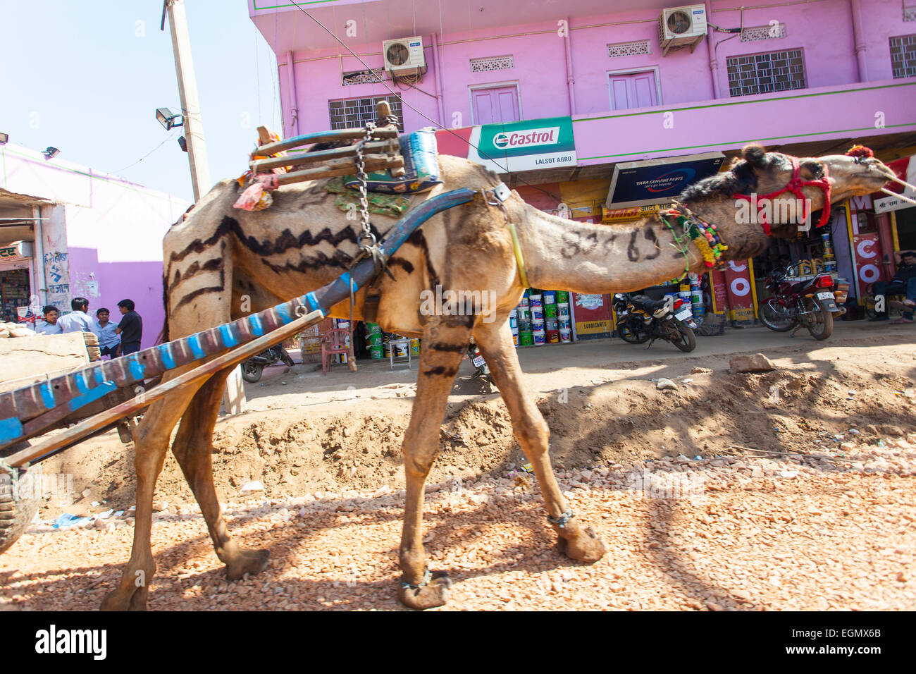Indian camel hi-res stock photography and images - Alamy