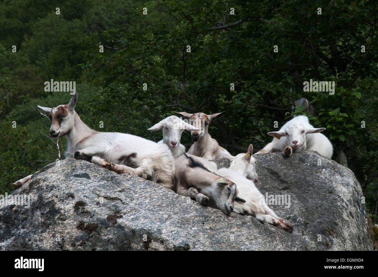 Rast rasten hi-res stock photography and images - Alamy