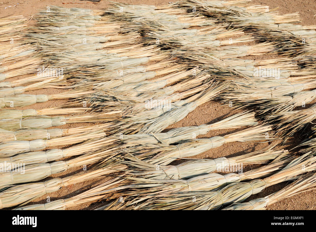 Indian grass reed brushes drying in the sun Rajasthan India Stock Photo ...