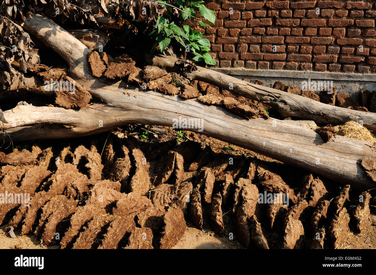 Cow dung cakes used as fuel drying in the sun Indian tribal village ...