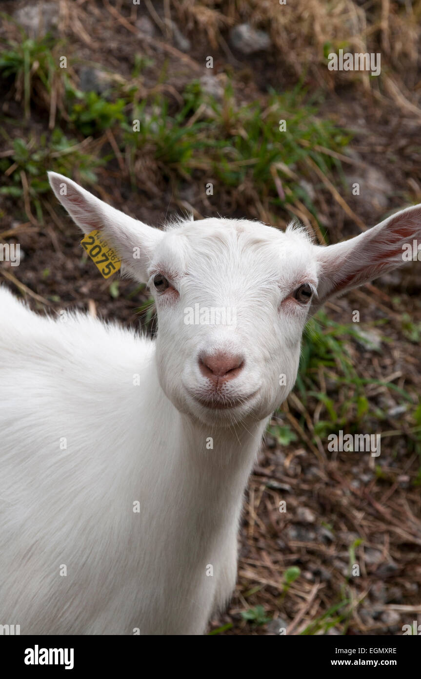 Rast rasten hi-res stock photography and images - Alamy