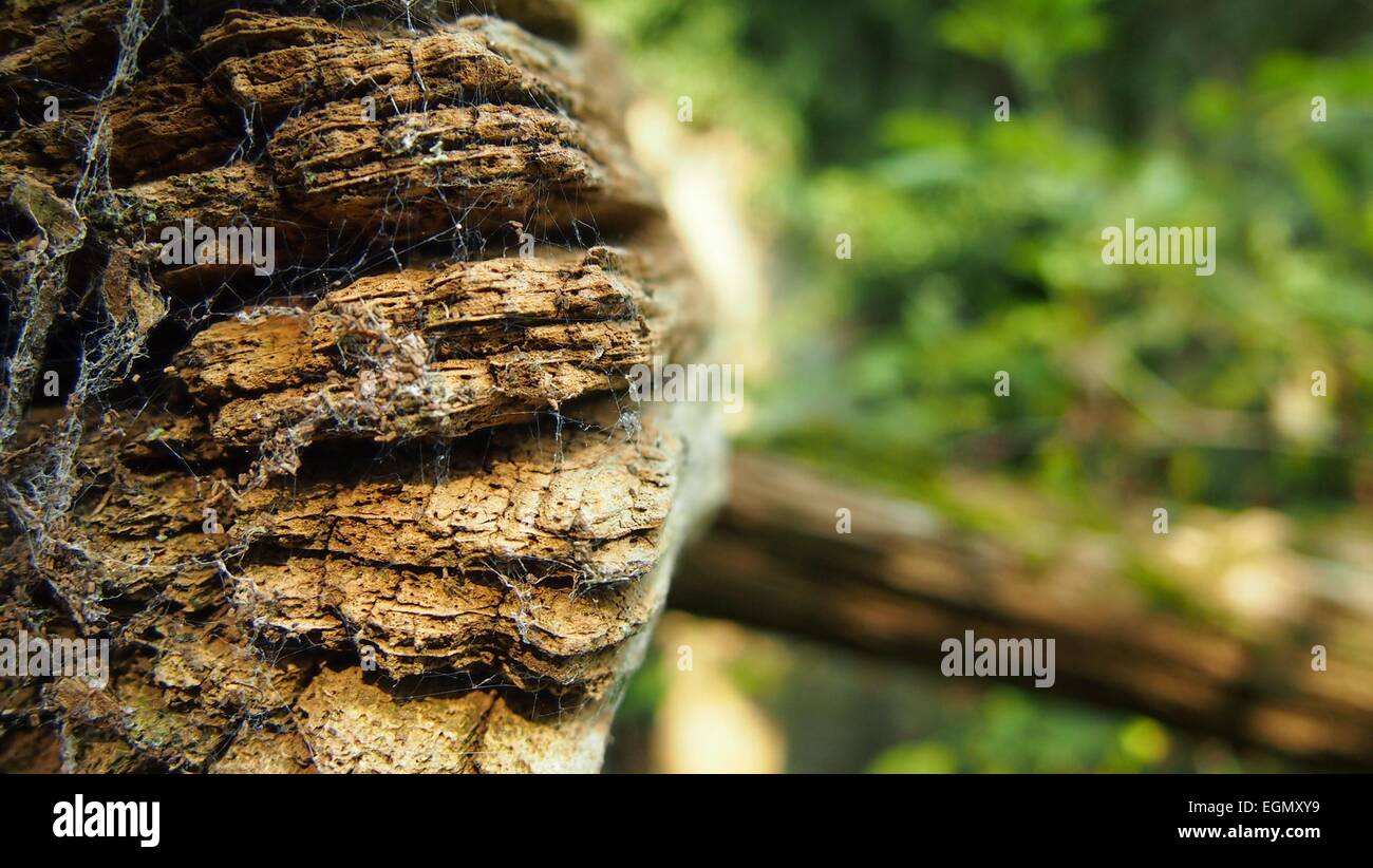 Old rotting tree trunk hi-res stock photography and images - Alamy