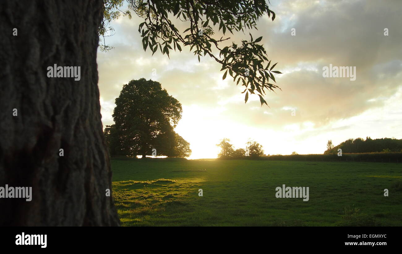 Oak tree past hi-res stock photography and images - Alamy