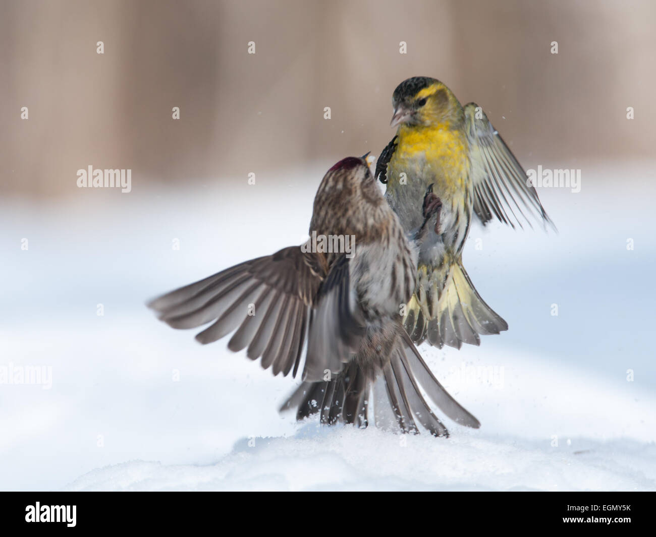 The battle of winter and spring hi-res stock photography and images - Alamy