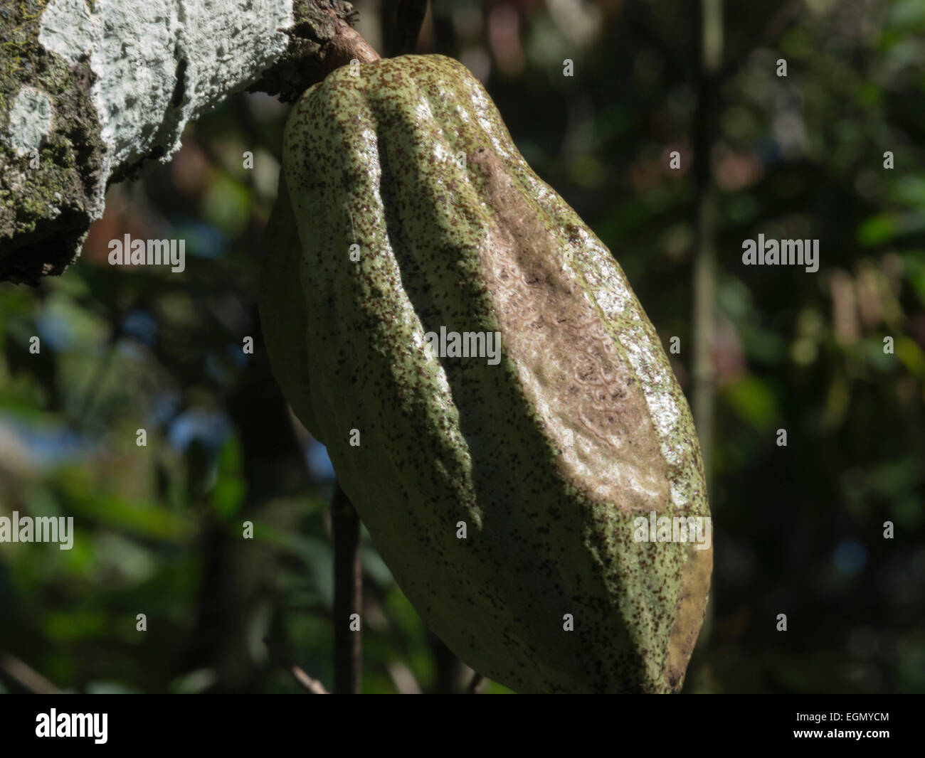 Theobroma cacao also cacao tree and cocoa tree seed pod Dominican ...