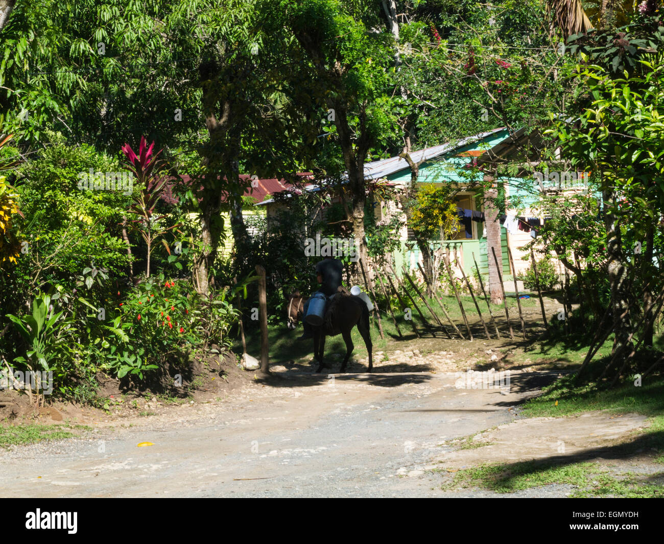 Male Villager riding mule carrying milk churns Puerto Plata Dominican ...
