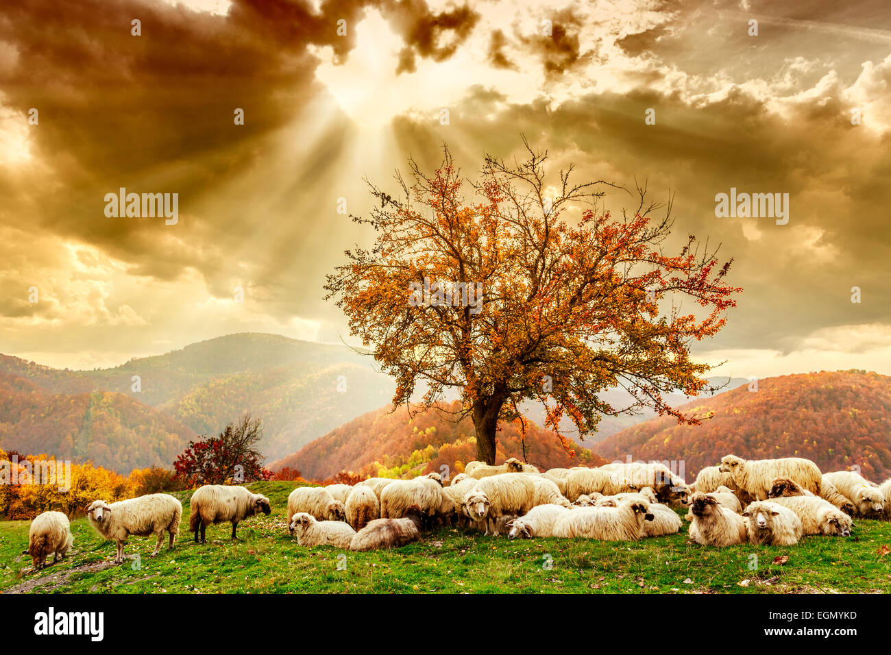 Bible scene. Sheep under the tree and dramatic sky in autumn landscape ...