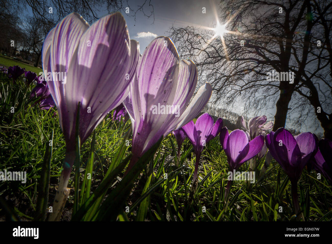 London, UK. 27th Feb, 2015. UK Weather: Spring flowers blooming Credit ...