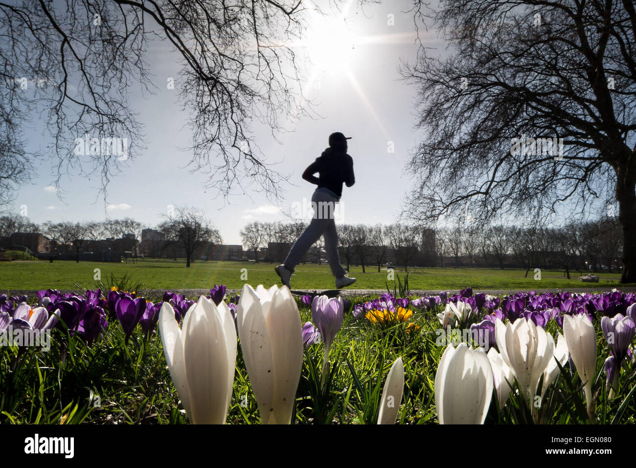 London, UK. 27th Feb, 2015. UK Weather: Spring flowers blooming Credit ...