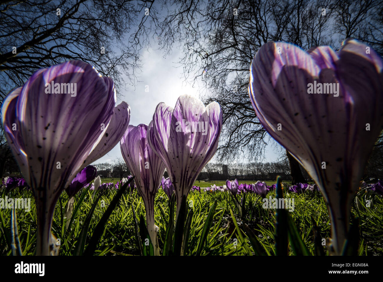 London, UK. 27th Feb, 2015. UK Weather: Spring flowers blooming Credit ...