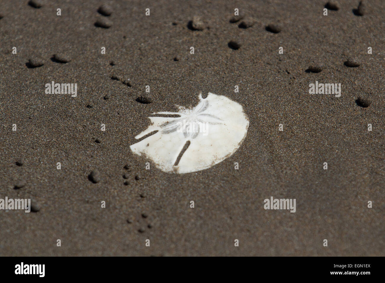 Sand dollar in sand Stock Photo - Alamy