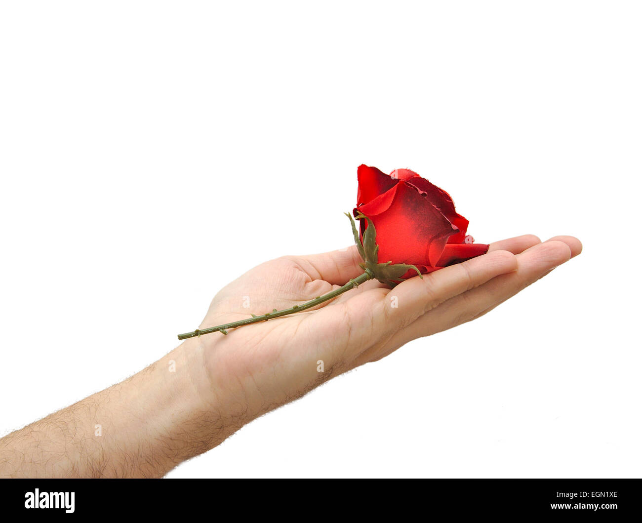 Red rose in man hand isolated on white background. Valentines day ...
