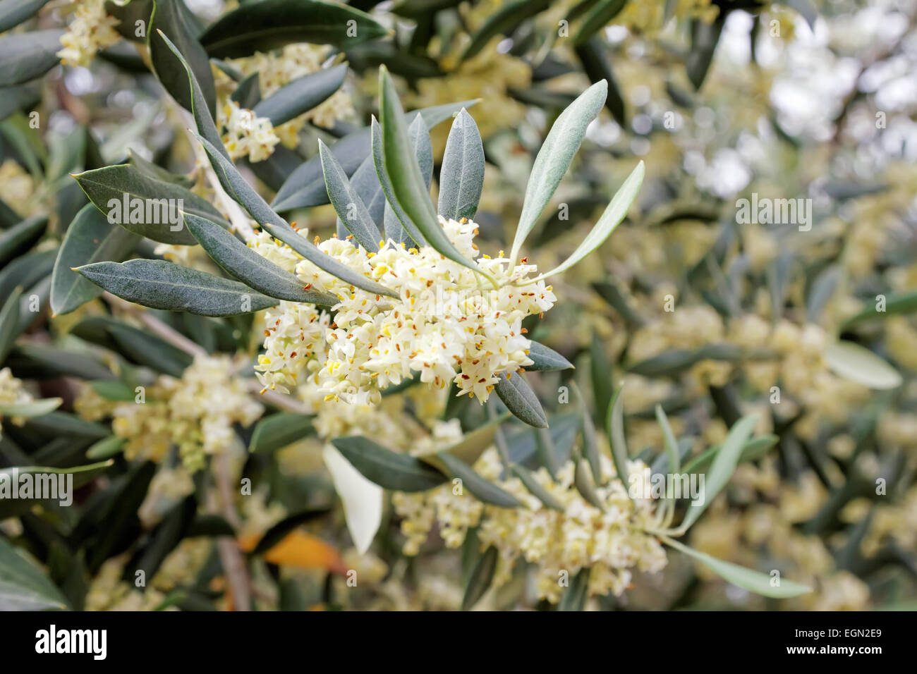 blossoming olive branch, a lot of flowers and buds Stock Photo - Alamy