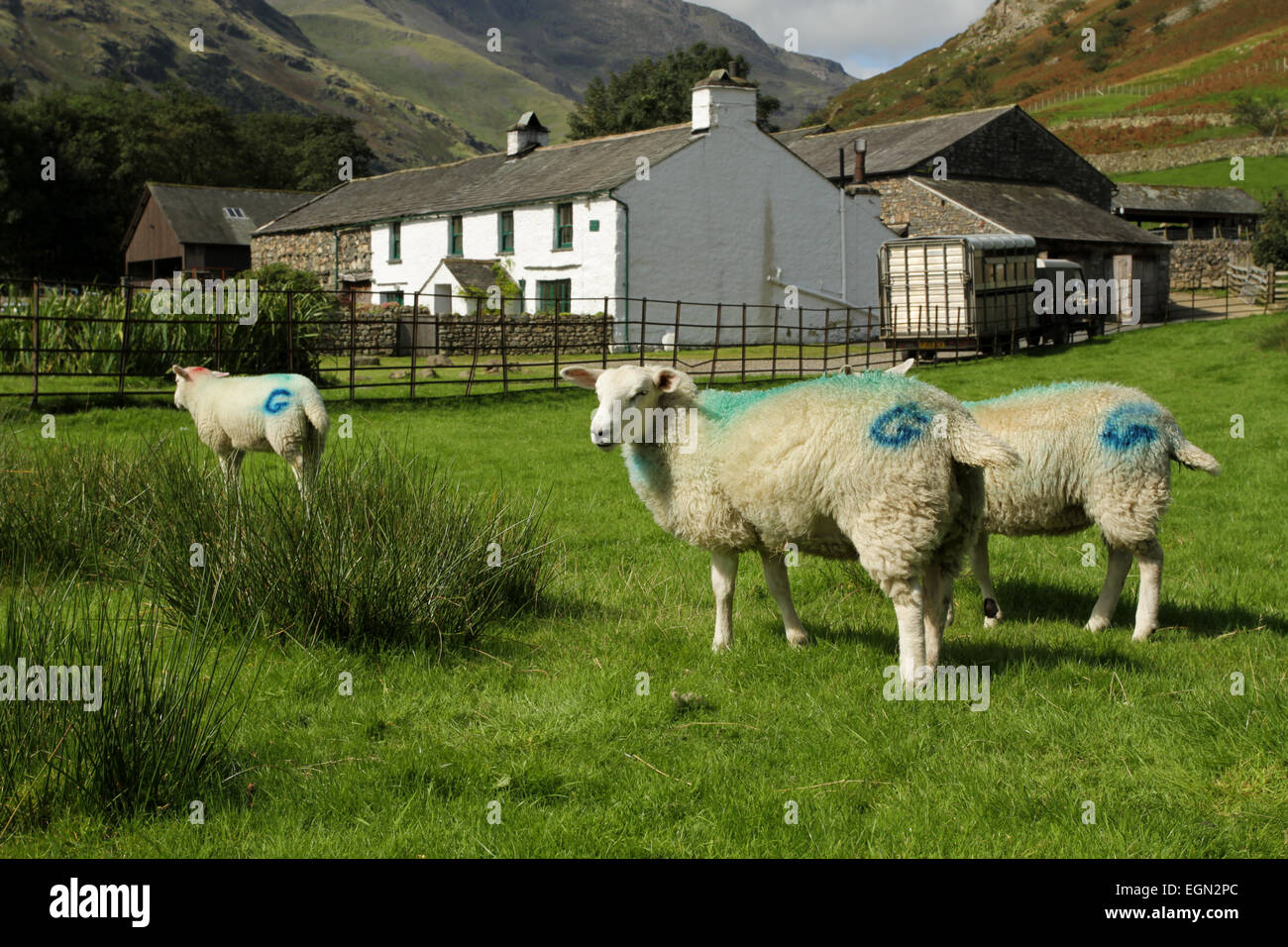 Old Farmhouse Great Langdale. Sheep in front of Middle Fell Farm Stock ...