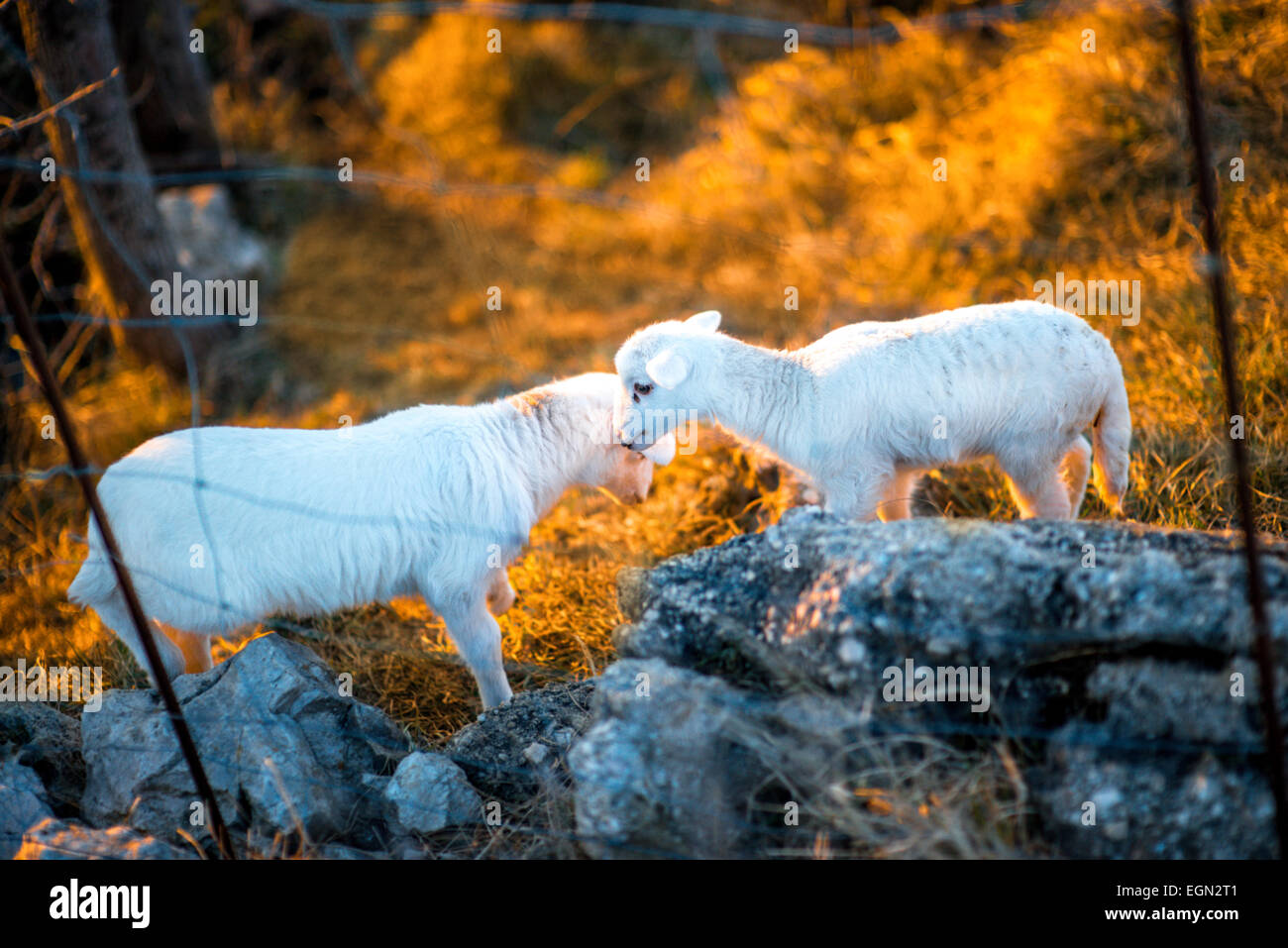 Beautiful landscape field sheep hi-res stock photography and images - Alamy