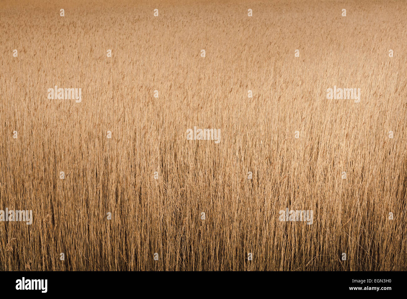 Reed bed texture hi-res stock photography and images - Alamy