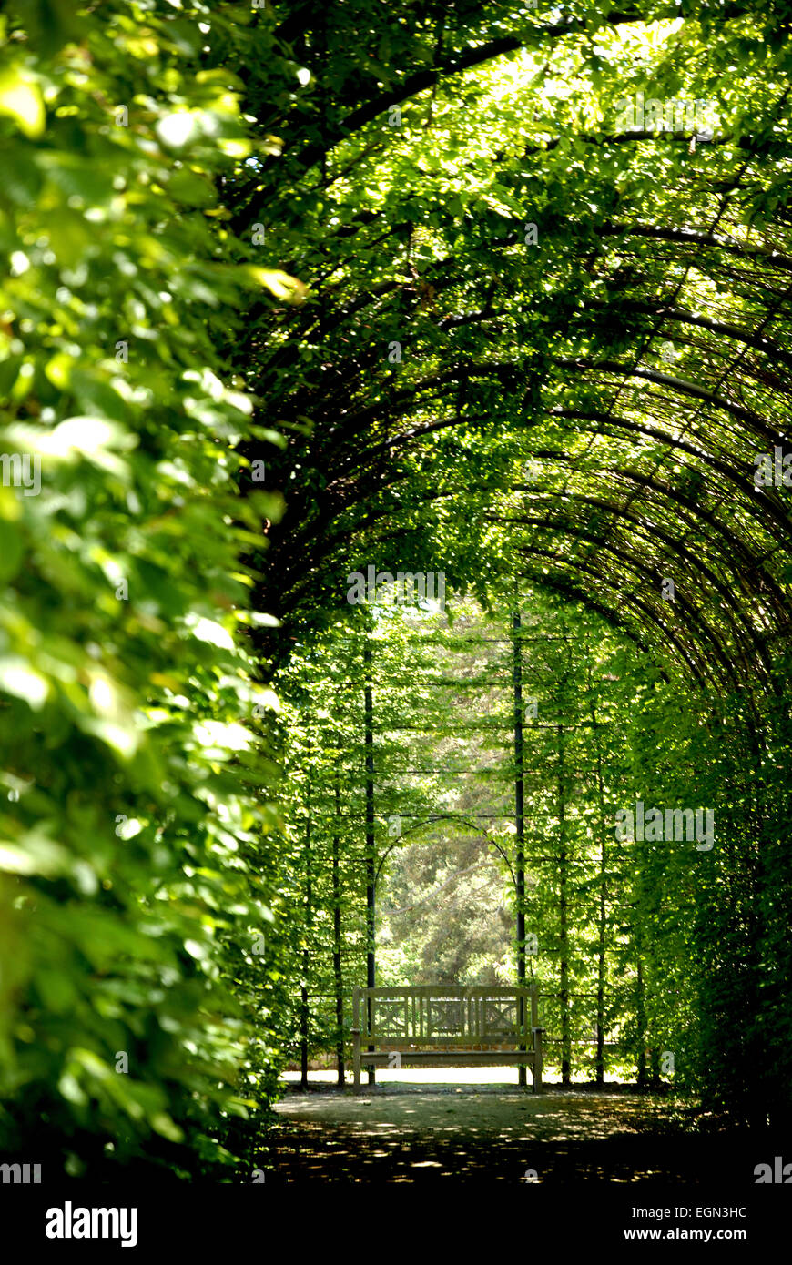Beech tunnel, The Alnwick Garden Stock Photo - Alamy