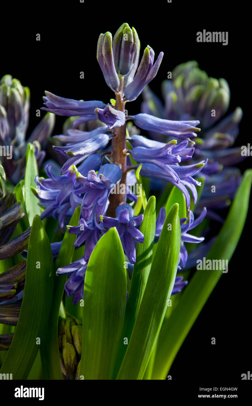 blue purple flower bud hyacinths Hyacinthus orientalis Stock Photo - Alamy